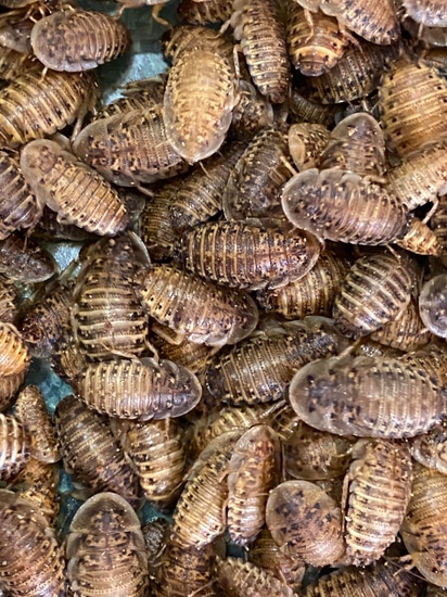 Dubia Roaches Medium 25 Ct Cockroach by Xotics365 LLC
