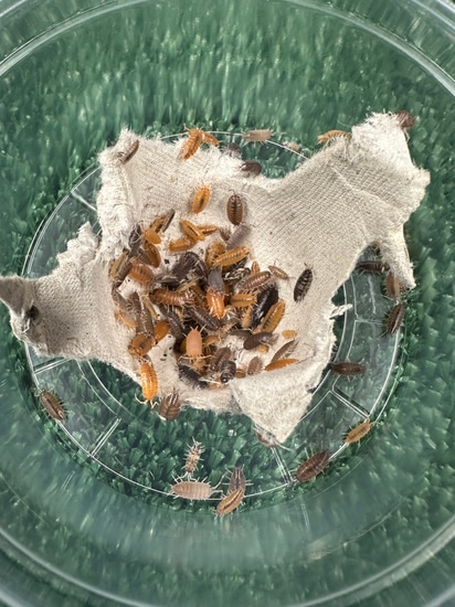 P. Pruinosis Powder Orange And Blue Mix Isopods - 50 Ct For $25 by ...