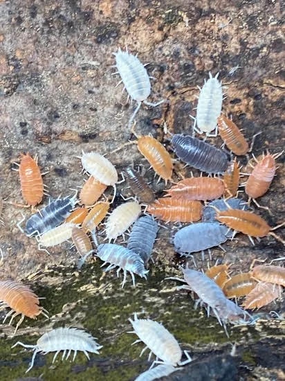 P. PRUINOSIS POWDER ORANGE AND BLUE MIX ISOPODS - .25 Cents Each Isopod ...