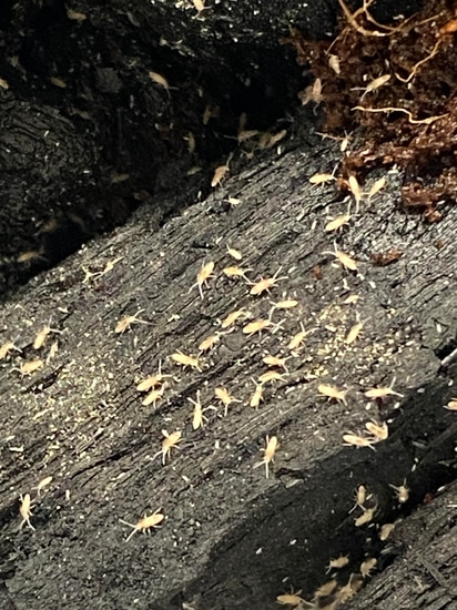 Tropical White Springtails 200Ct, Clay Culture. Isopod by Xotics365 LLC