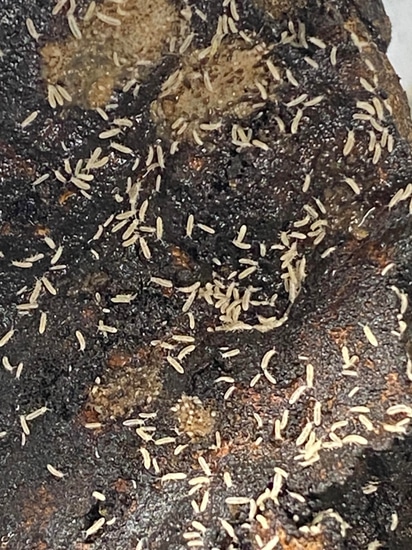 Temperate White Springtails 100 + Isopod by Xotics365 LLC