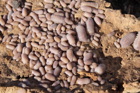 Armadillidium Scaberrimum Sandstone Isopods. Multiple Options ( $20–$85 ...