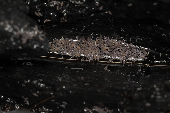 Ceratophysella Sp. "Purple Springtails", Clay Culture. 60 CT Isopod by ...