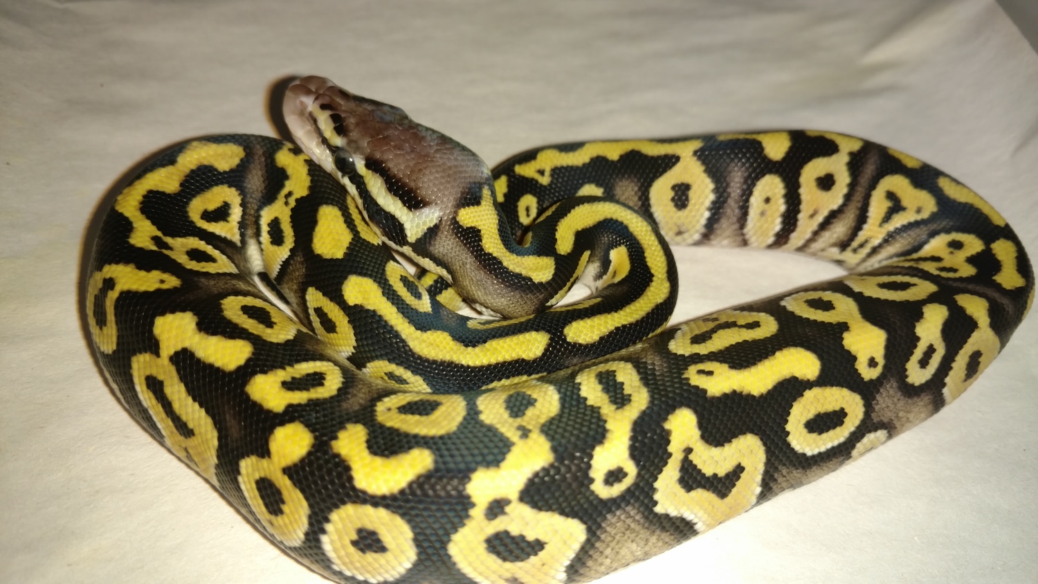 Pastel Phantom 100%Het Clown, Female Ball Python by Ballistic Morphs ...