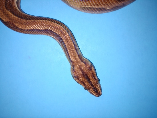 Argentine Rainbow Boa(Assisi) Colombian Rainbow Boa by Ballistic Morphs