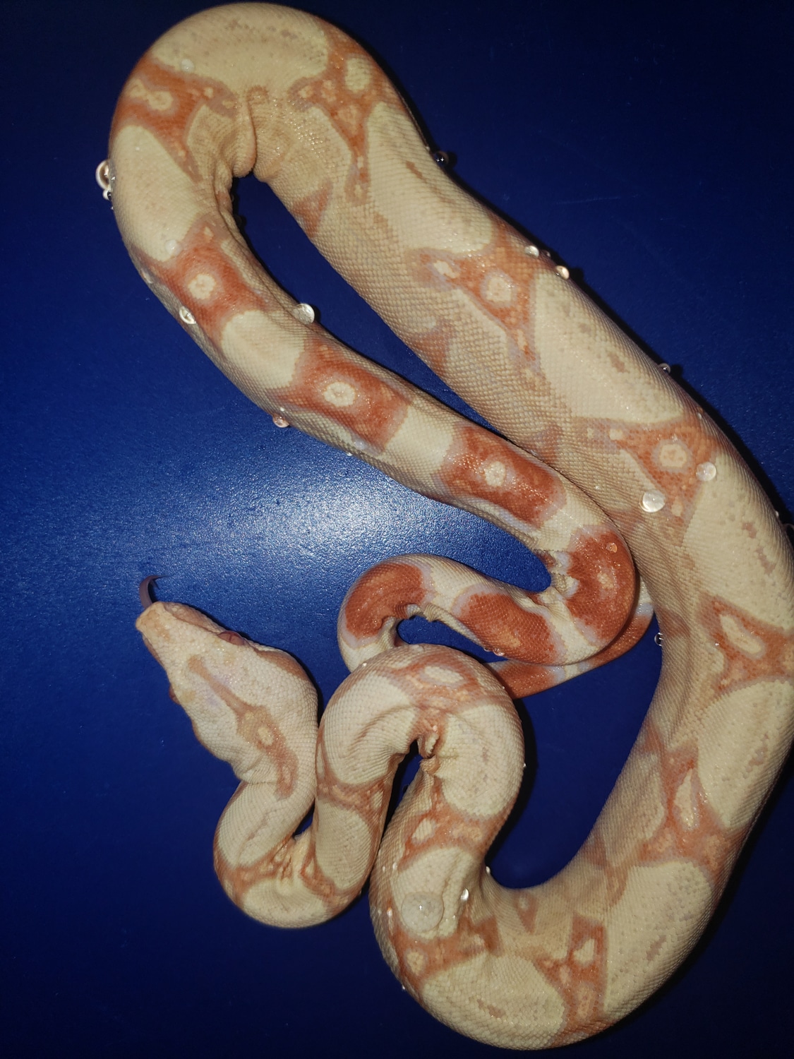 Kahl Albino( Lipstick ) Boa Constrictor by Ballistic Morphs - MorphMarket