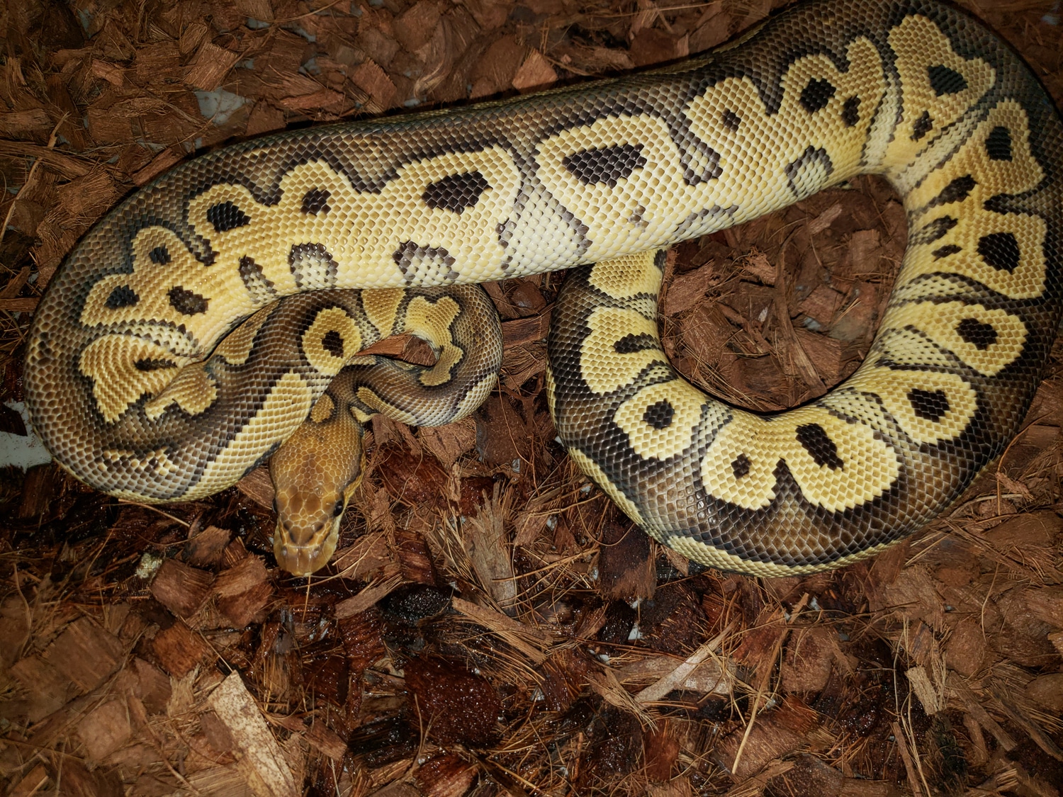 Phantom Clown Female Het Hypo Ball Python by Ballistic Morphs - MorphMarket