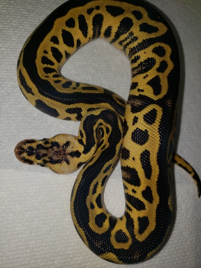 Crypton Pastel Leopard Ball Python by Ballistic Morphs