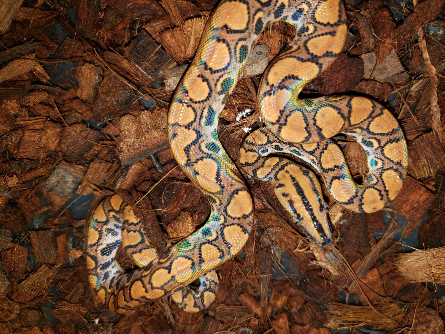 Brazilian Rainbow Boa by Ballistic Morphs - MorphMarket