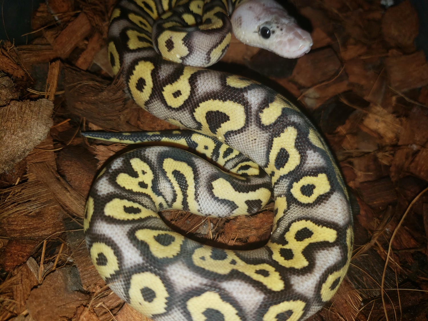Super Pastel Phantom Clown 66% Het Hypo Ball Python by Ballistic Morphs ...