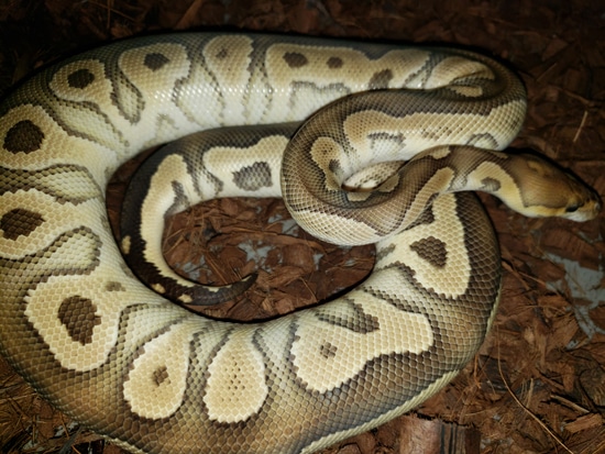 Phantom Clown 66% Het Hypo Ball Python by Ballistic Morphs