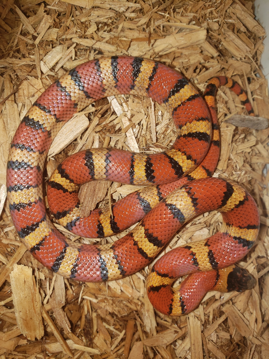 Variable Kingsnake Nuevo Leon Kingsnake by Ballistic Morphs - MorphMarket