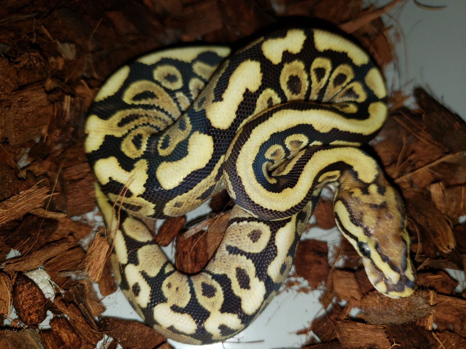 Fire Spotnose 100% Het Clown Ball Python by Ballistic Morphs - MorphMarket