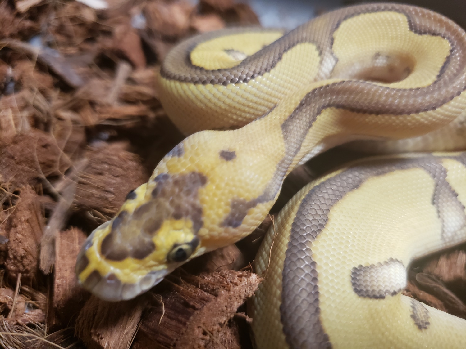 Fire Lesser Leopard Clown Female Ball Python by Ballistic Morphs ...