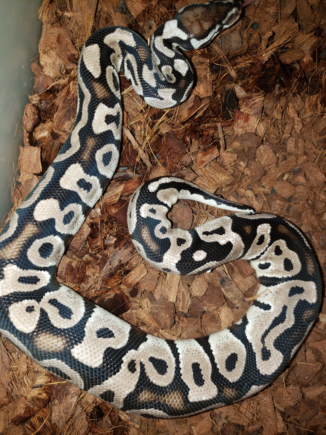 Pastel Vpi Axanthic 66% Het Clown Ball Python by Ballistic Morphs ...