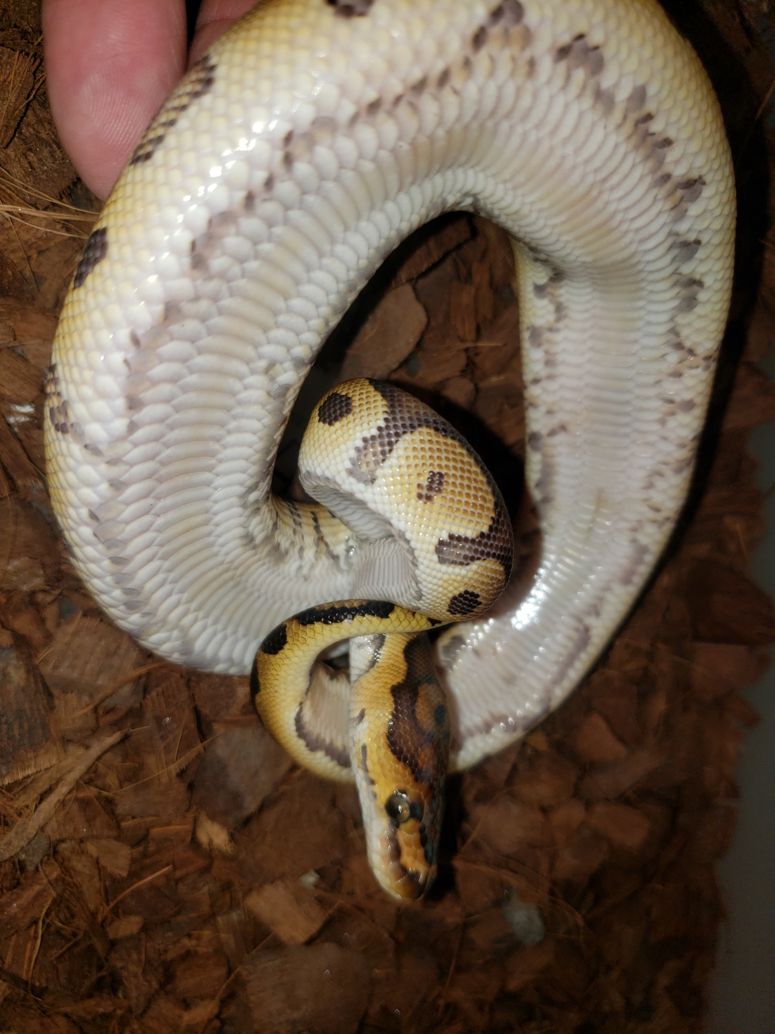 OD Clown Ball Python by Ballistic Morphs - MorphMarket