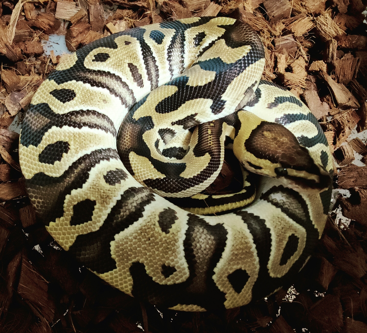 Crypton Ball Python by Ballistic Morphs - MorphMarket