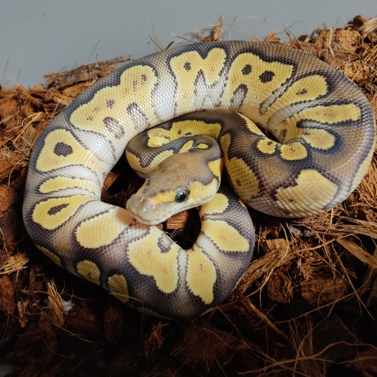 Phantom Clown 100% Het Hypo Ball Python by Ballistic Morphs