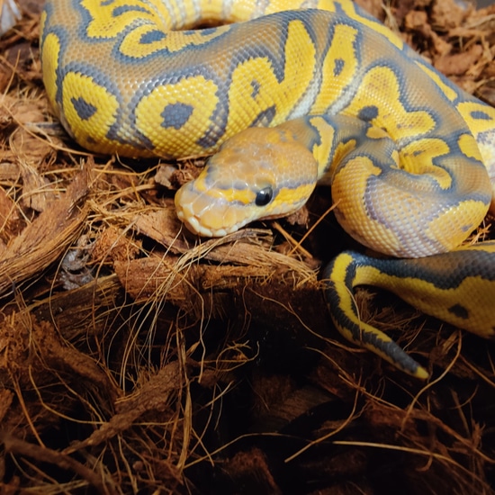 Candied Clown Ball Python by Ballistic Morphs