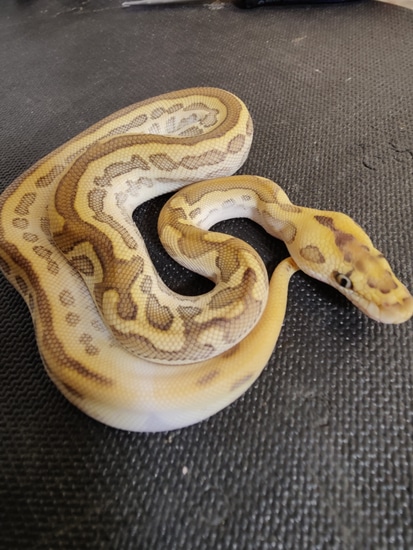 OD Leopard Lesser Clown Ball Python by Ballistic Morphs