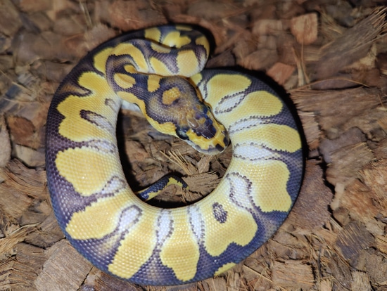 Phantom Clown 100%Het Hypo Ball Python by Ballistic Morphs