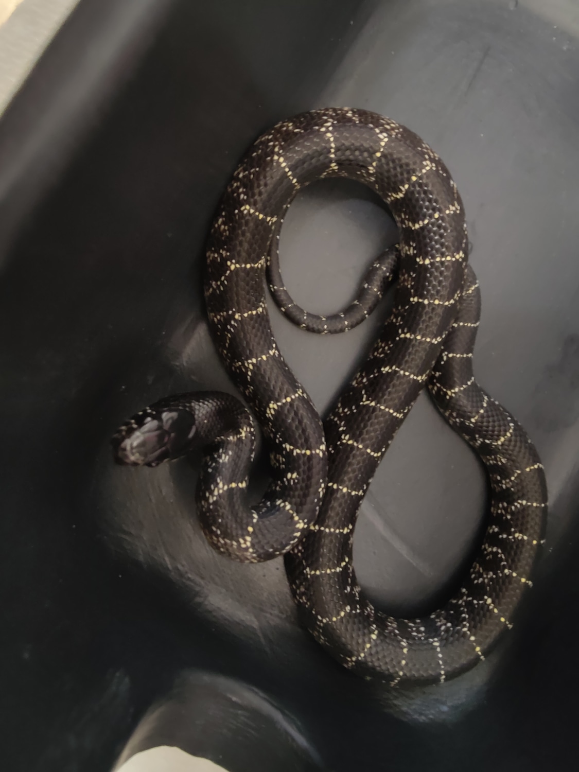 MBK X Desert King Mexican Black Kingsnake by Ballistic Morphs - MorphMarket