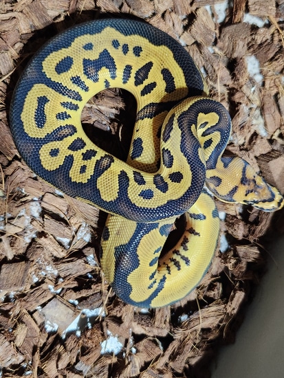 Leopard Clown Double Het Pied/ Hypo Ball Python by Ballistic Morphs