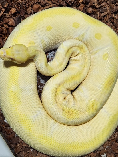 Candino Clown Female 2019 Ball Python by Ballistic Morphs