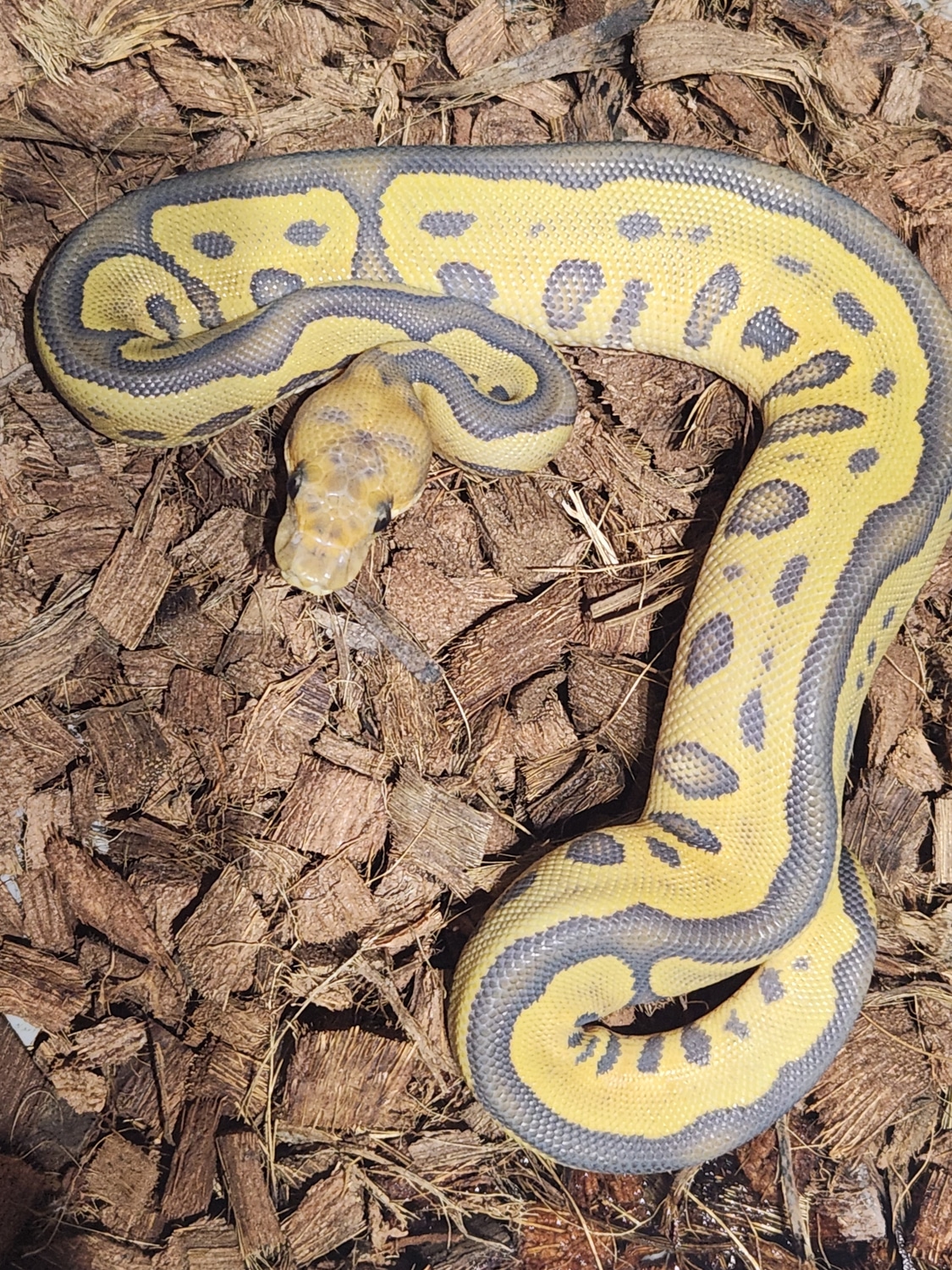 Leopard Granite Ghost Clown Ball Python by Ballistic Morphs - MorphMarket