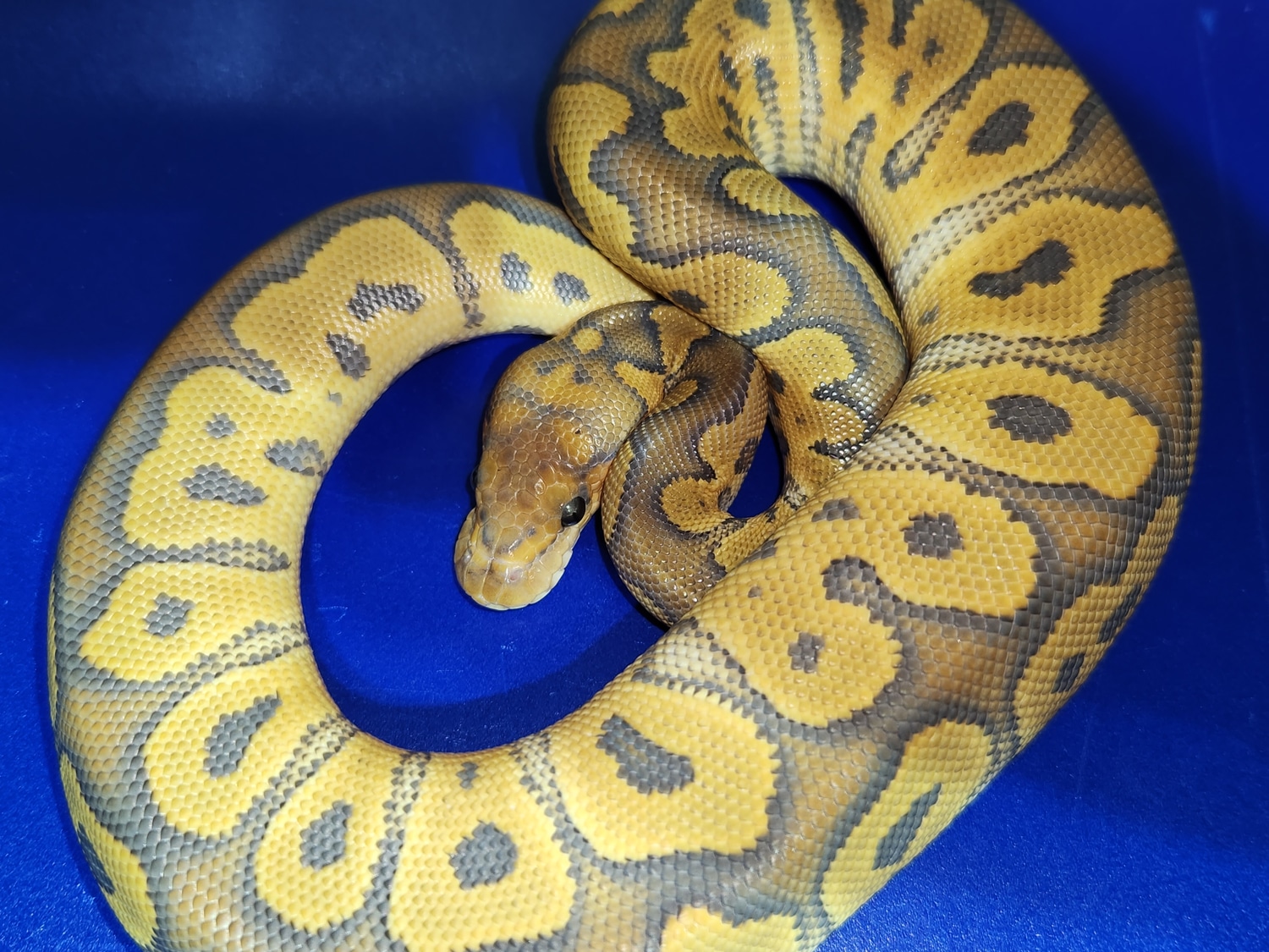 Granite Ghost Clown Ball Python by Ballistic Morphs - MorphMarket