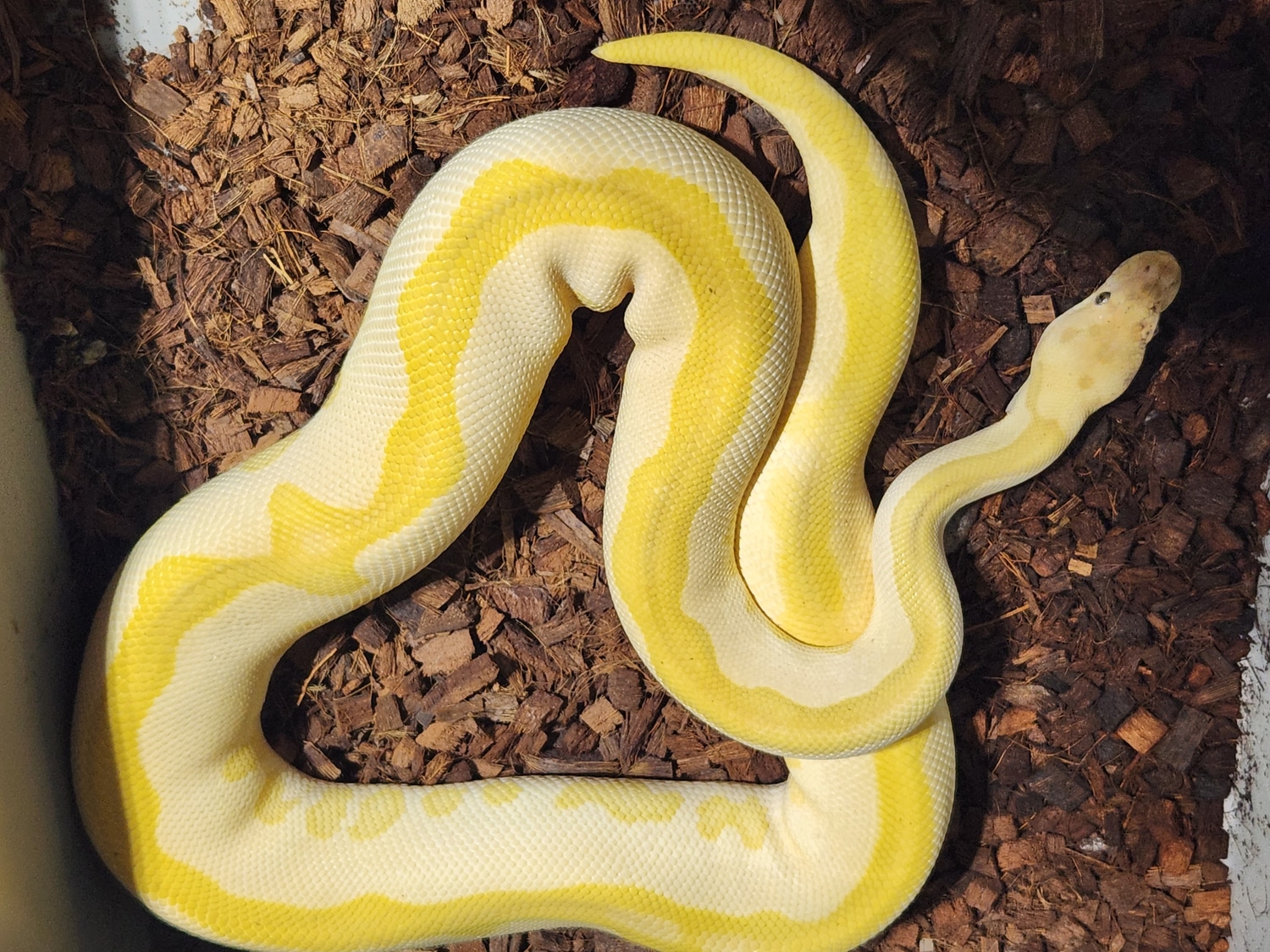 Banana Lesser Clown Ball Python by Ballistic Morphs - MorphMarket