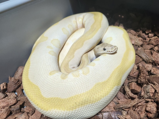 2019 Banana Lesser Leopard Clown Ball Python by Ballistic Morphs