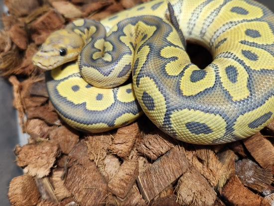 Granite Hypo Clown Ball Python by Ballistic Morphs