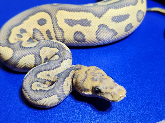 Leopard Hypo Clown Female Ball Python by Ballistic Morphs