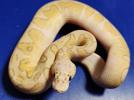 Lesser Pastel Hypo Clown Ball Python by Ballistic Morphs