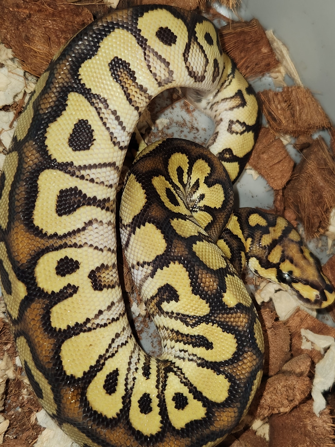 Spotnose Phantom Clown Het Hypo