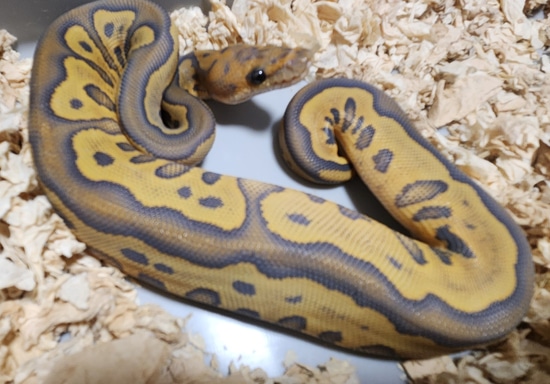 Hypo Leopard Clown Female Ball Python by Ballistic Morphs