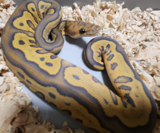 Hypo Leopard Clown Female Ball Python by Ballistic Morphs