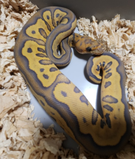 Leopard Hypo Clown Female Ball Python by Ballistic Morphs