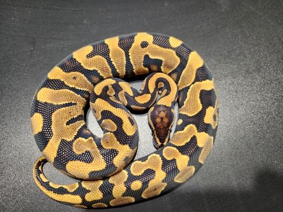 Lace Yellowbelly 100% Het Clown Female Ball Python by Ballistic Morphs
