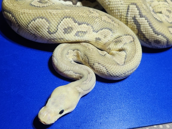 Black Pewter Fire Clown Het Hypo 2023 Ball Python by Ballistic Morphs