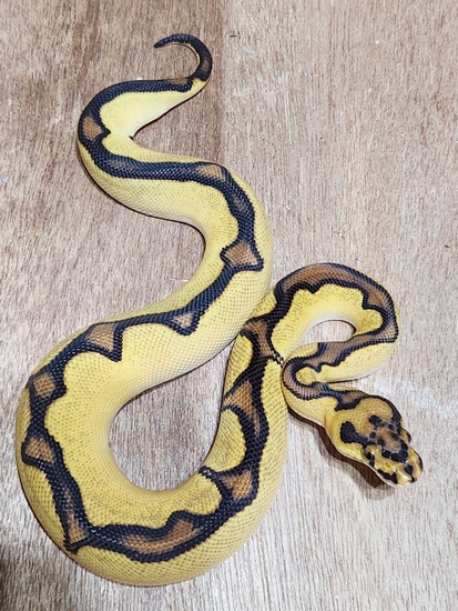 Super OD Leopard Clown Ball Python by Ballistic Morphs
