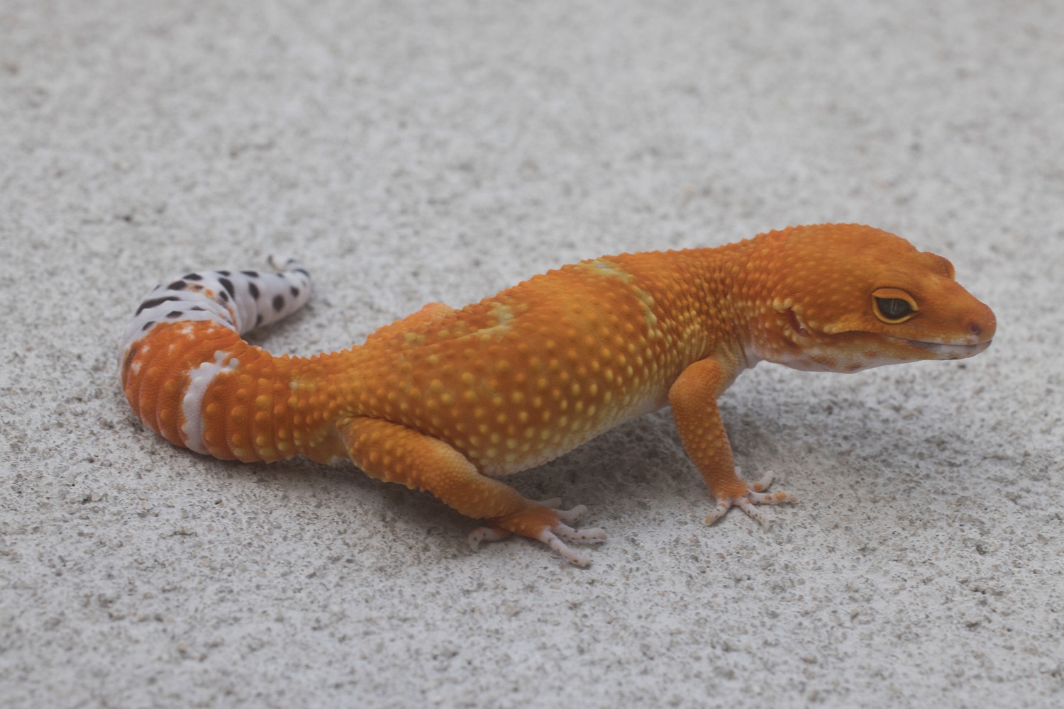 Tangerine Leopard Gecko by XS Reptiles - MorphMarket