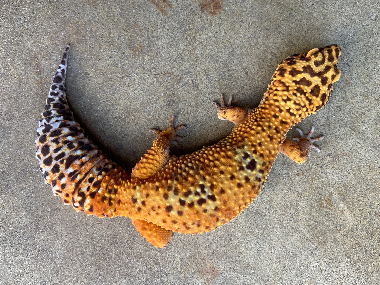 Proven 2019 Female Mandarin Sunburst Tangerine (Bred One Season ...