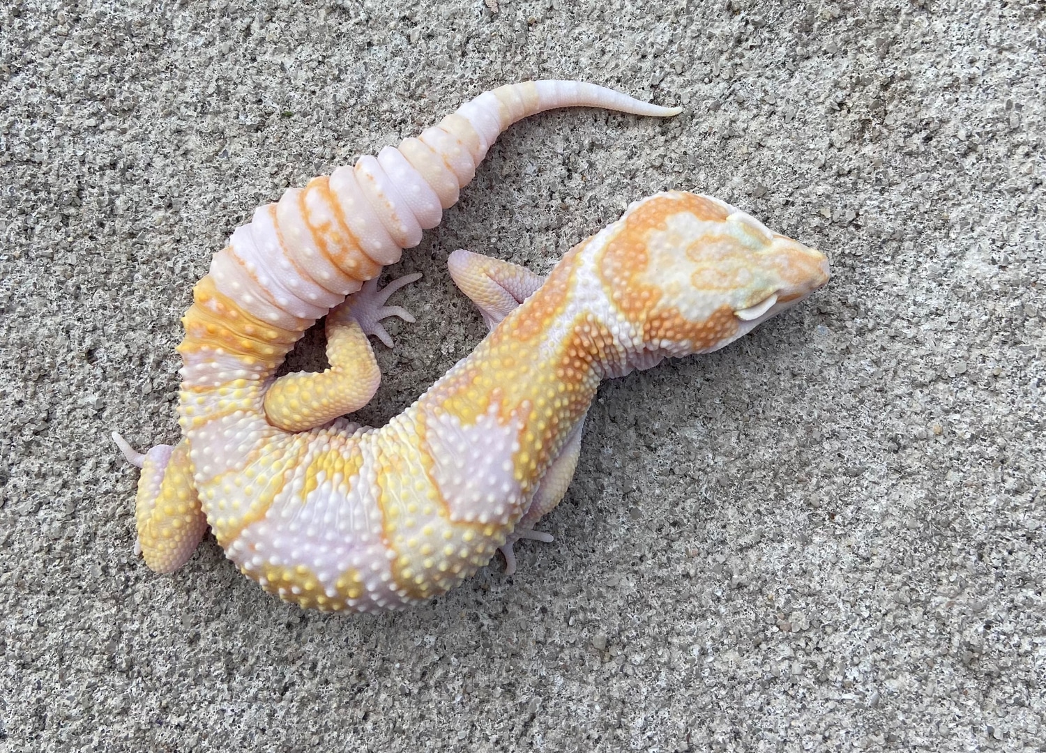 Female Godzilla Super Giant Snow Raptor Leopard Gecko by XS Reptiles ...