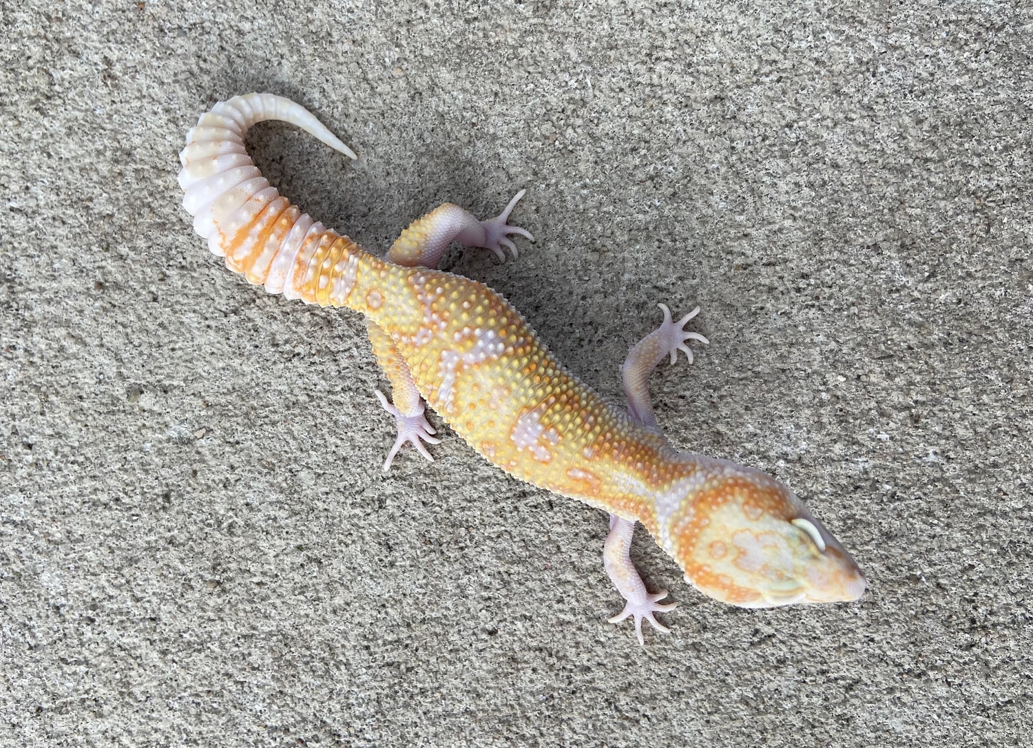 Female Godzilla Super Giant Raptor Leopard Gecko by XS Reptiles ...