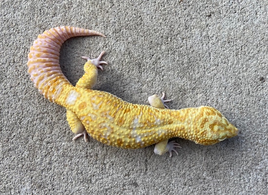 Godzilla Super Giant Raptor Leopard Gecko by XS Reptiles