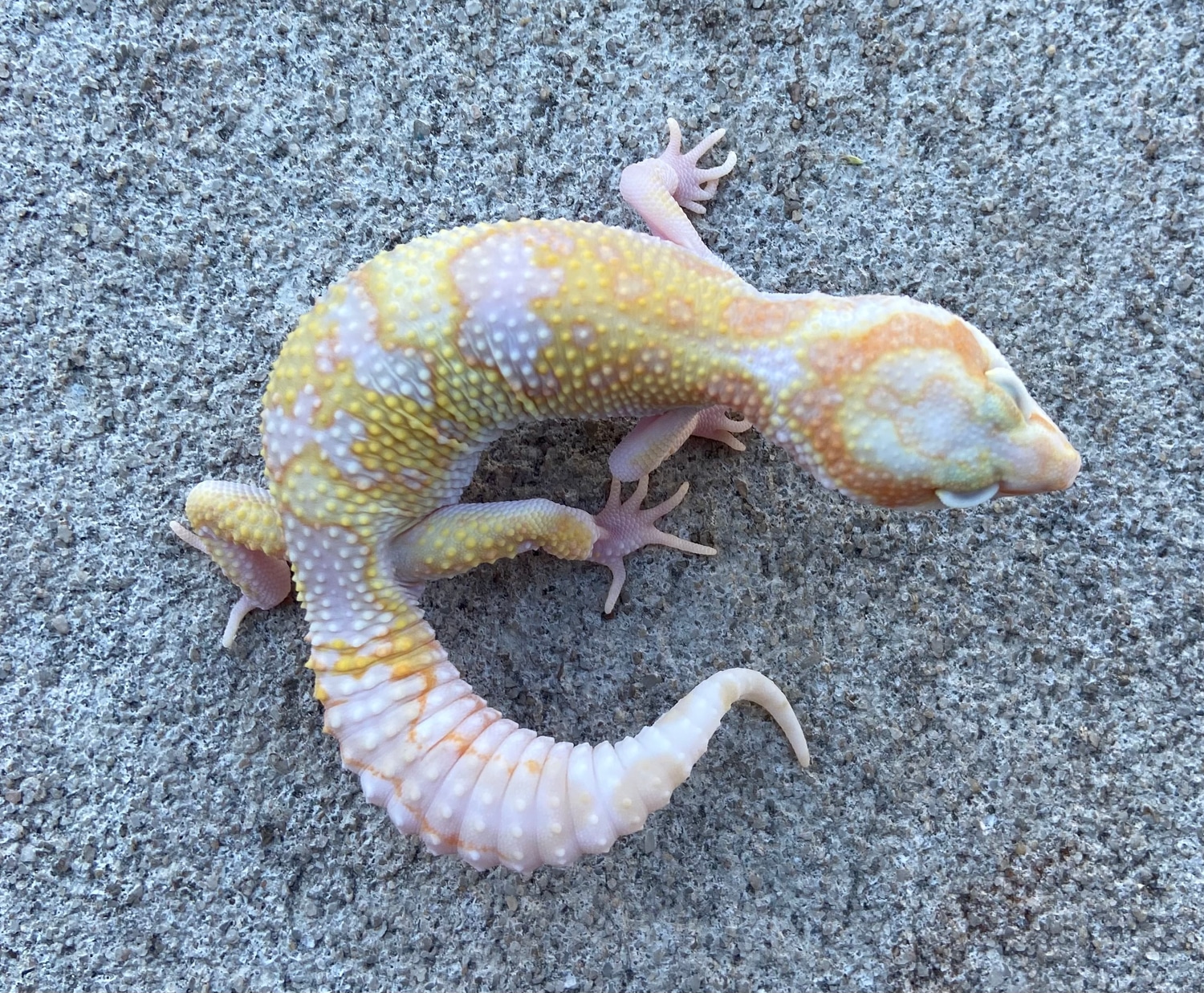 Godzilla Super Giant Snow Raptor Leopard Gecko by XS Reptiles - MorphMarket