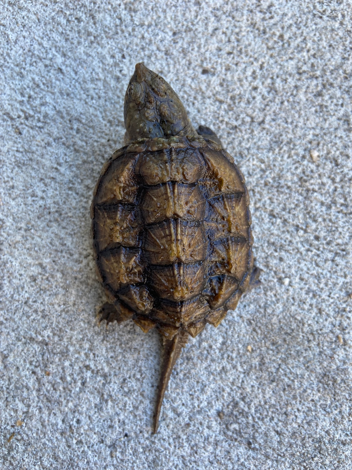 Platinum Florida Snapping Turtle by XS Reptiles - MorphMarket