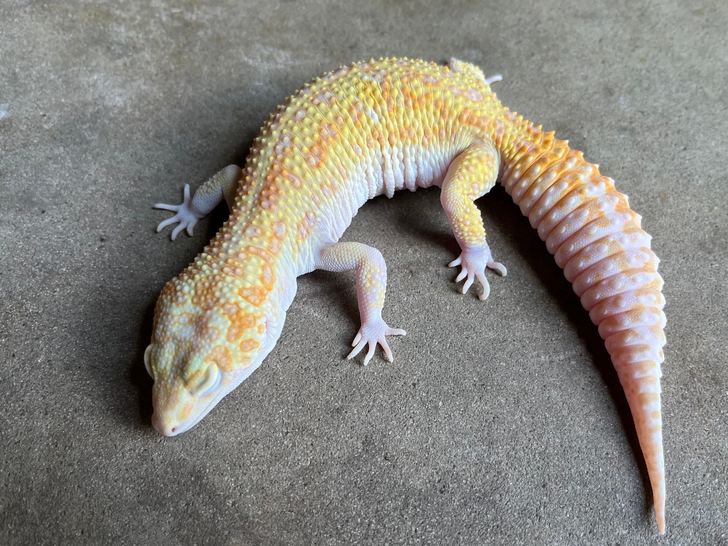 Super Giant Godzilla RAPTOR Leopard Gecko by XS Reptiles - MorphMarket